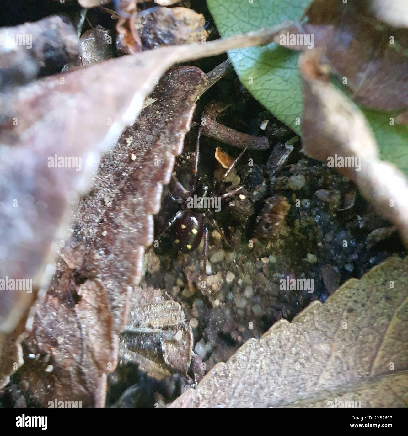 Ant-eating Spiders (Zodariidae) Arachnida Stock Photo - Alamy