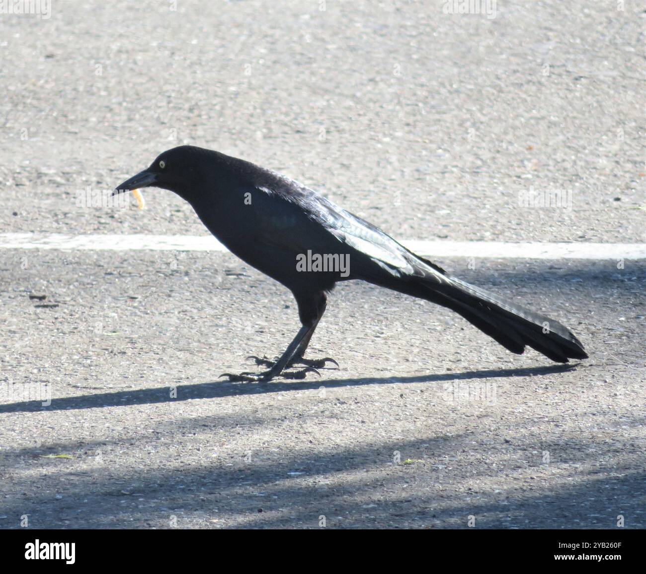 Great-tailed Grackle (Quiscalus mexicanus) Aves Stock Photo - Alamy