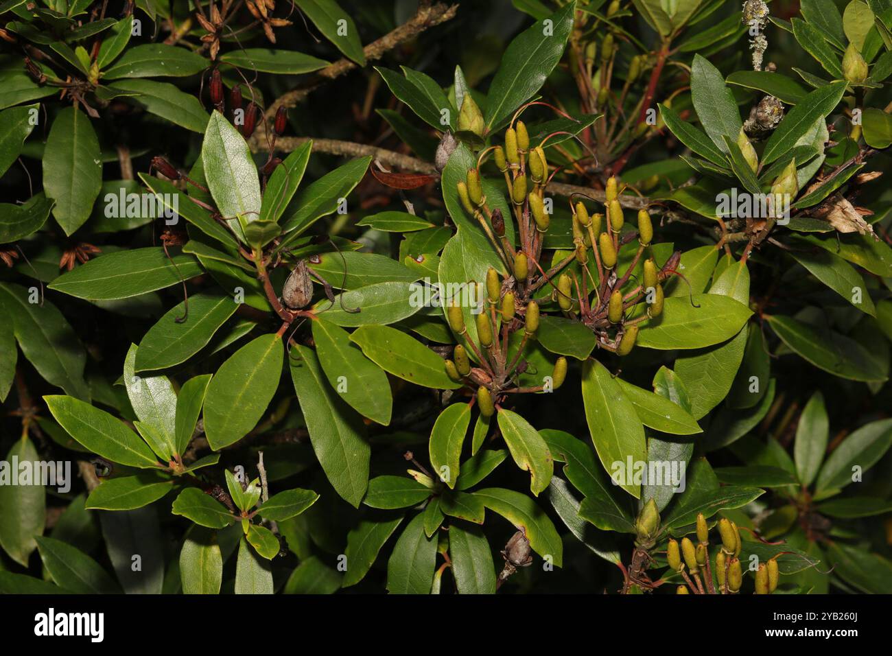 Common Rhododendron (Rhododendron ponticum) Plantae Stock Photo - Alamy