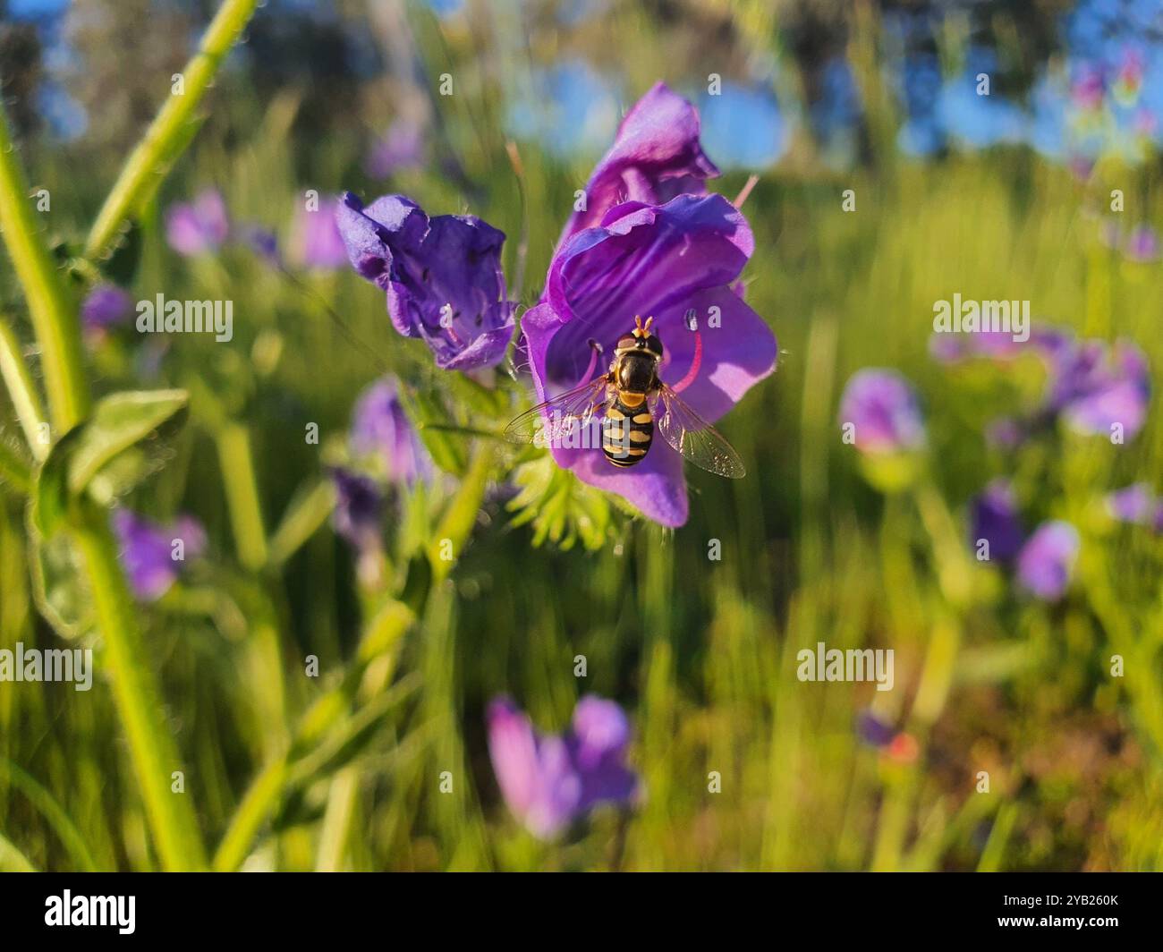 Yellow-shouldered Stout Hover Fly (Simosyrphus grandicornis) Insecta ...