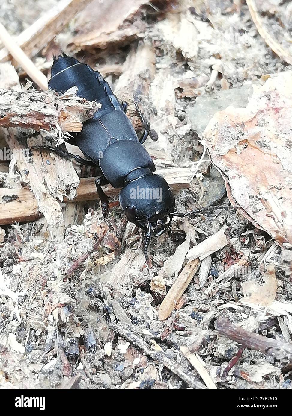 Devil's Coach Horse Beetle (Ocypus olens) Insecta Stock Photo - Alamy
