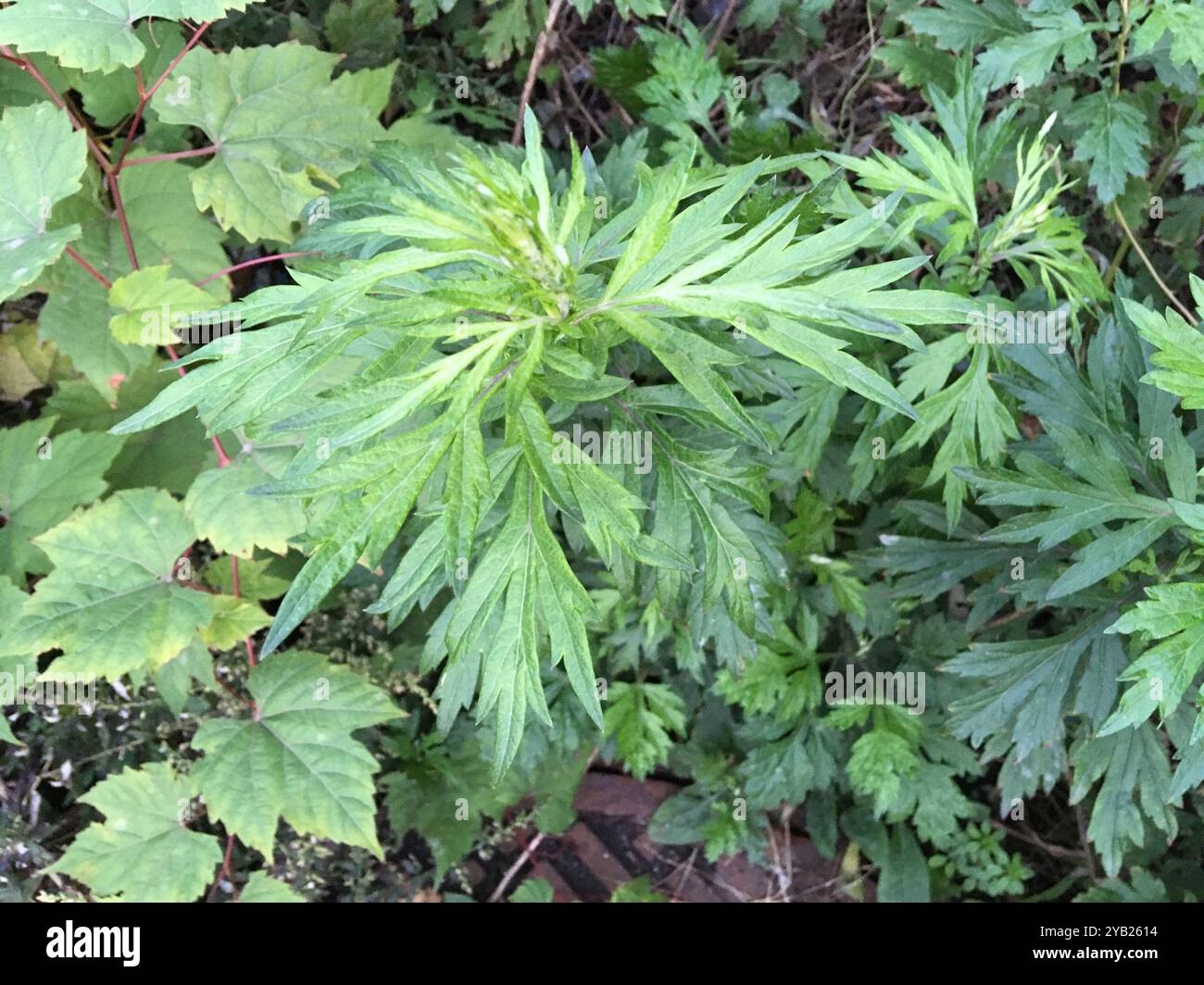 common mugwort (Artemisia vulgaris) Plantae Stock Photo - Alamy