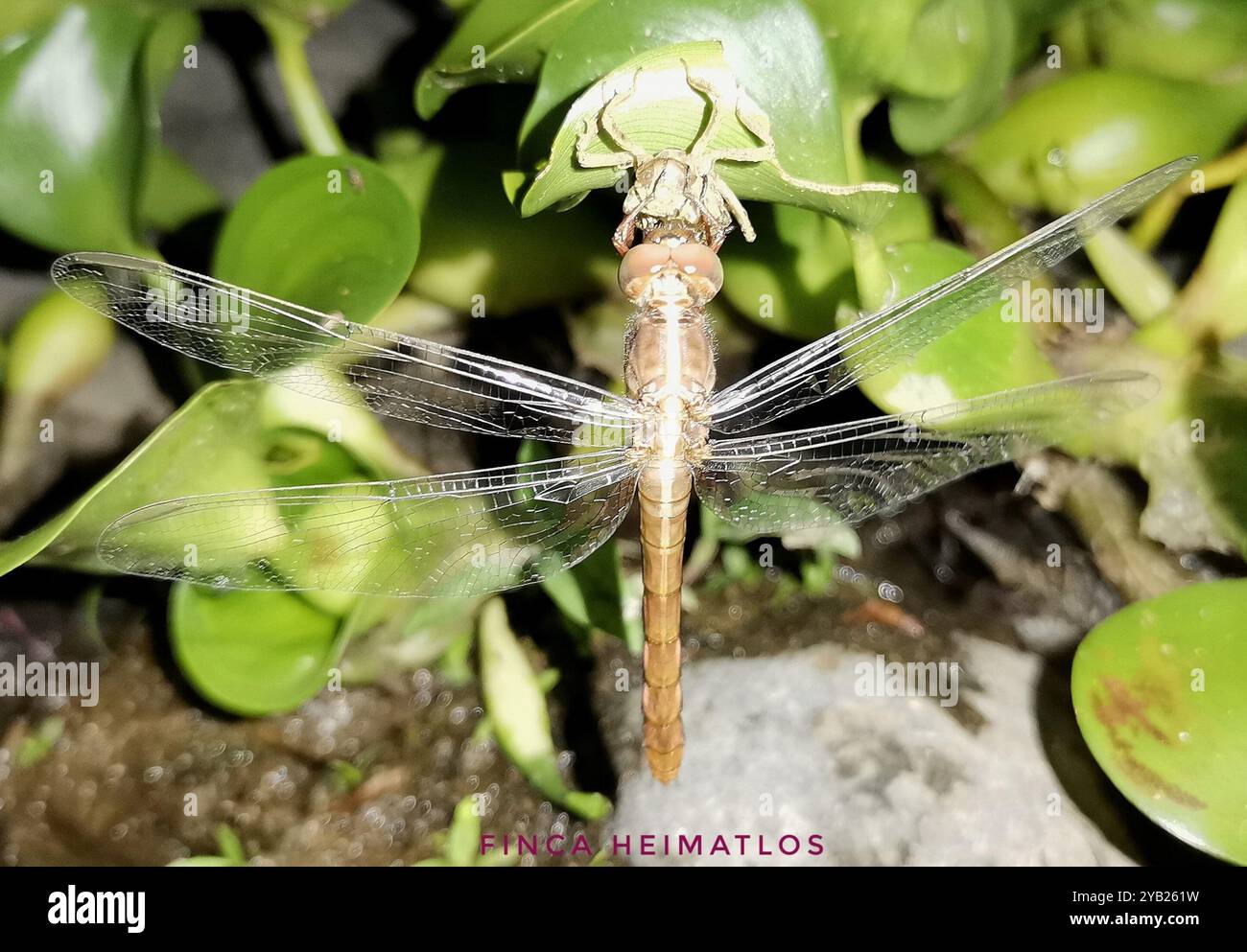 Skimmers (Libellulidae) Insecta Stock Photo - Alamy