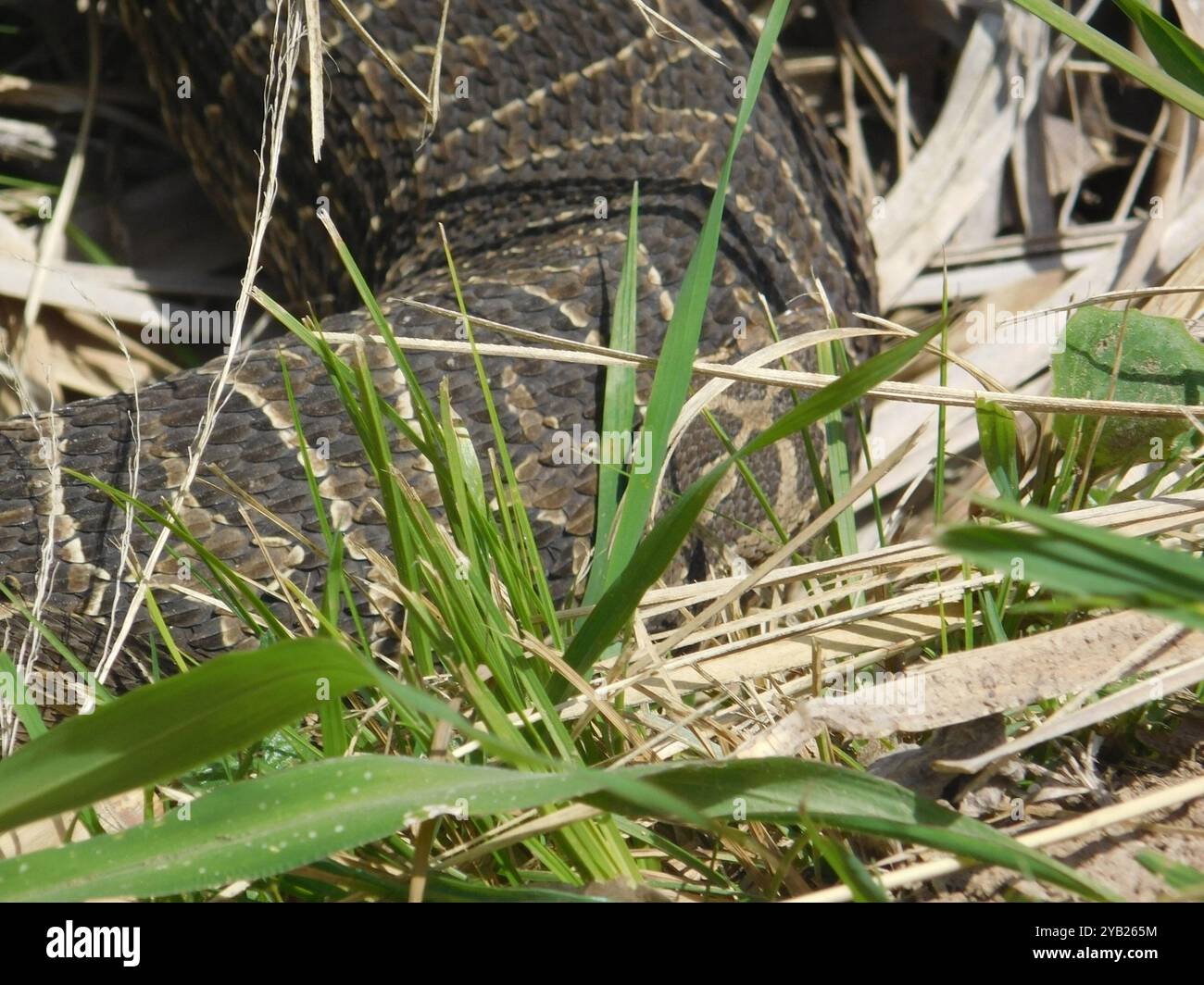 Urutu Lancehead (Bothrops alternatus) Reptilia Stock Photo - Alamy