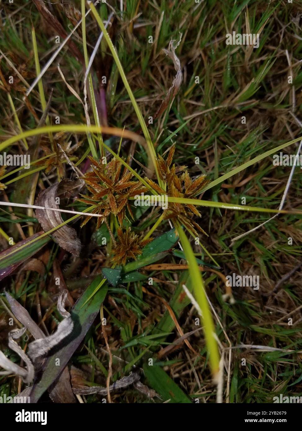 Bunchy flat-sedge (Cyperus polystachyos) Plantae Stock Photo - Alamy