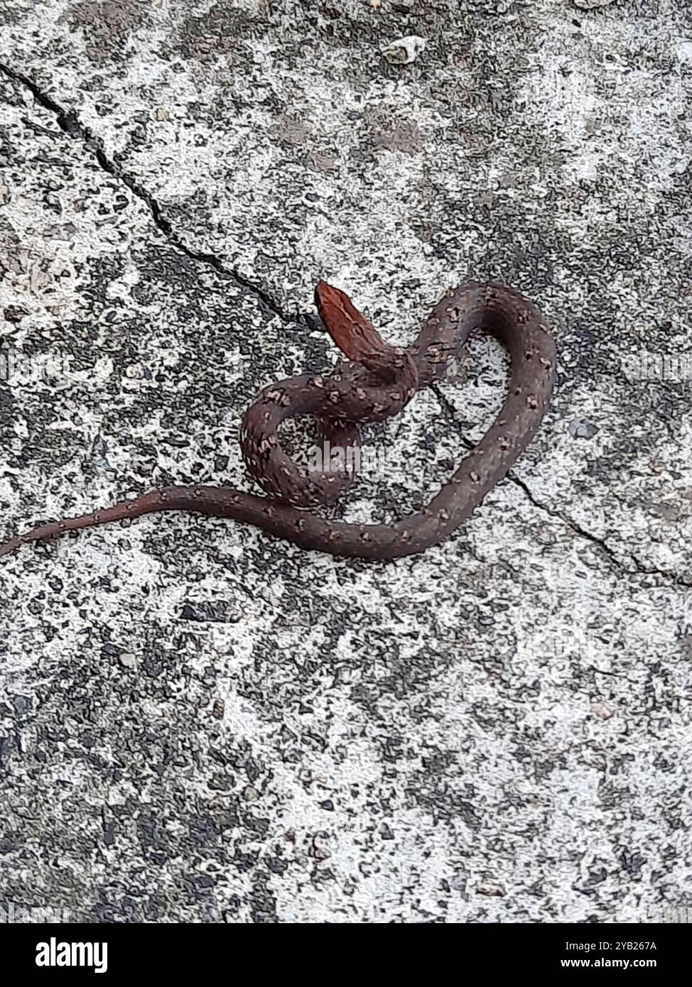 Common Mock Viper (Psammodynastes pulverulentus) Reptilia Stock Photo ...