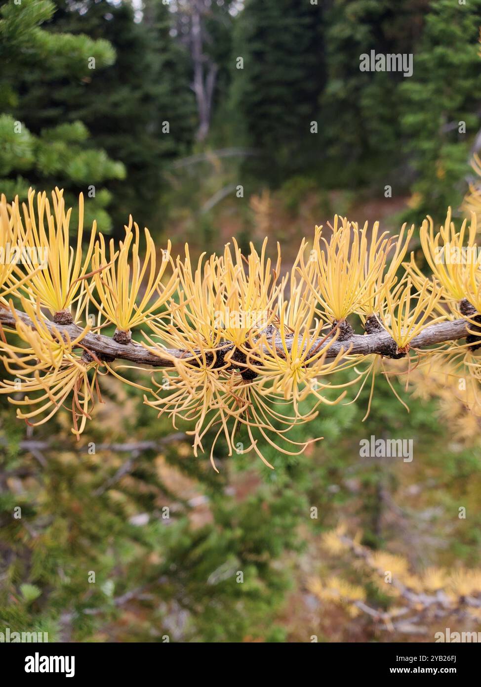 subalpine larch (Larix lyallii) Plantae Stock Photo - Alamy