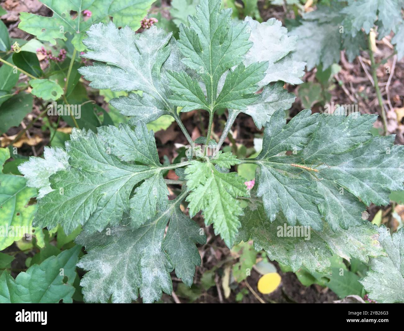 common mugwort (Artemisia vulgaris) Plantae Stock Photo - Alamy