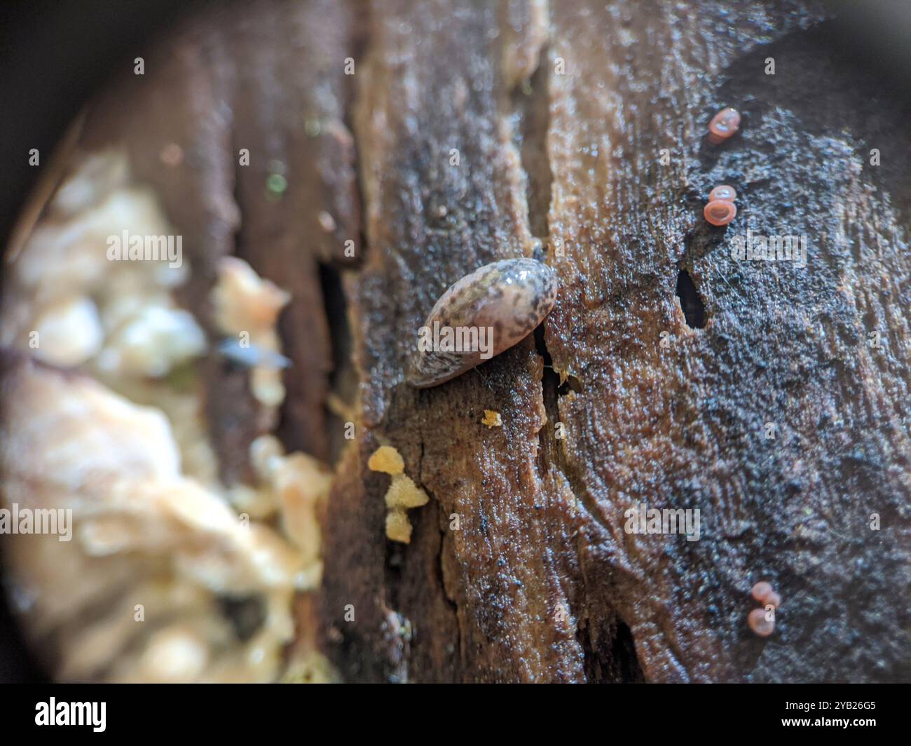 Mantleslugs (Philomycidae) Mollusca Stock Photo - Alamy