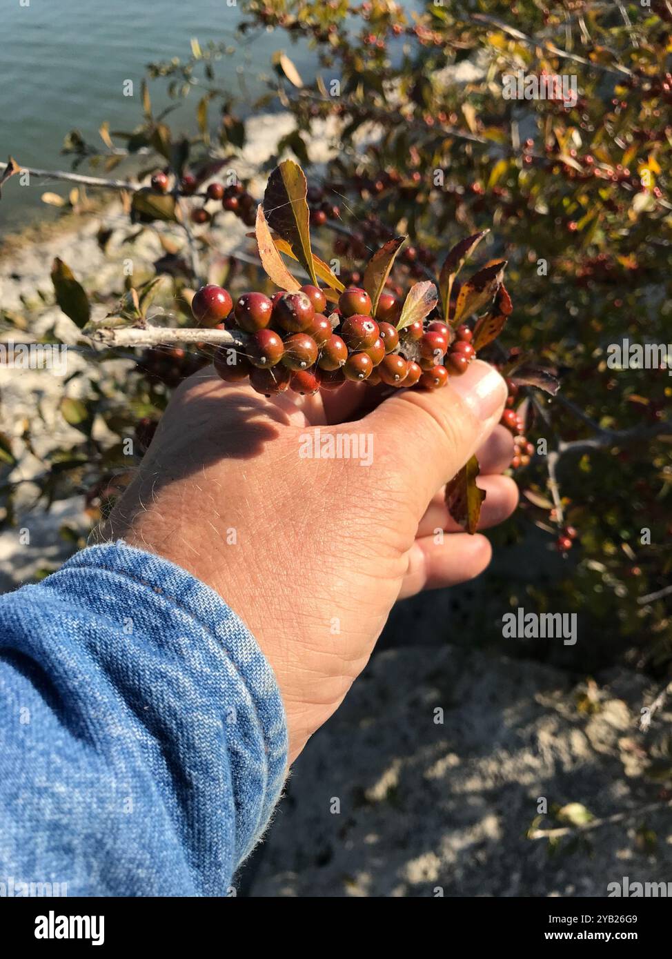 possumhaw (Ilex decidua) Plantae Stock Photo - Alamy