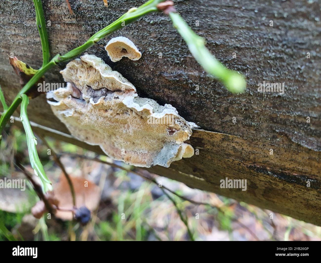 shelf fungi (Polyporales) Fungi Stock Photo - Alamy