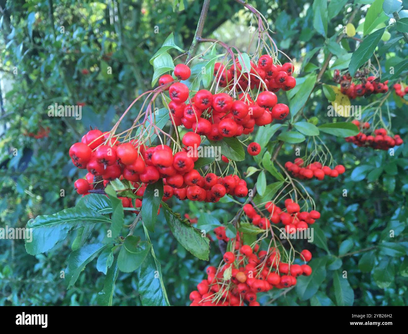 Firethorn (Pyracantha coccinea) Plantae Stock Photo - Alamy