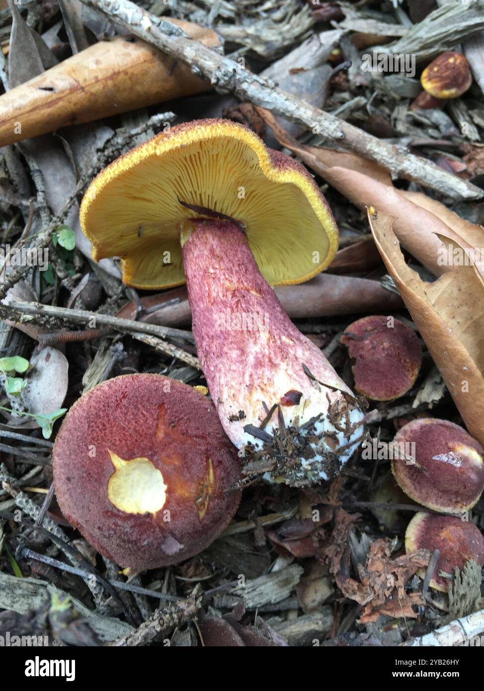 Plums-and-Custard (Tricholomopsis rutilans) Fungi Stock Photo - Alamy