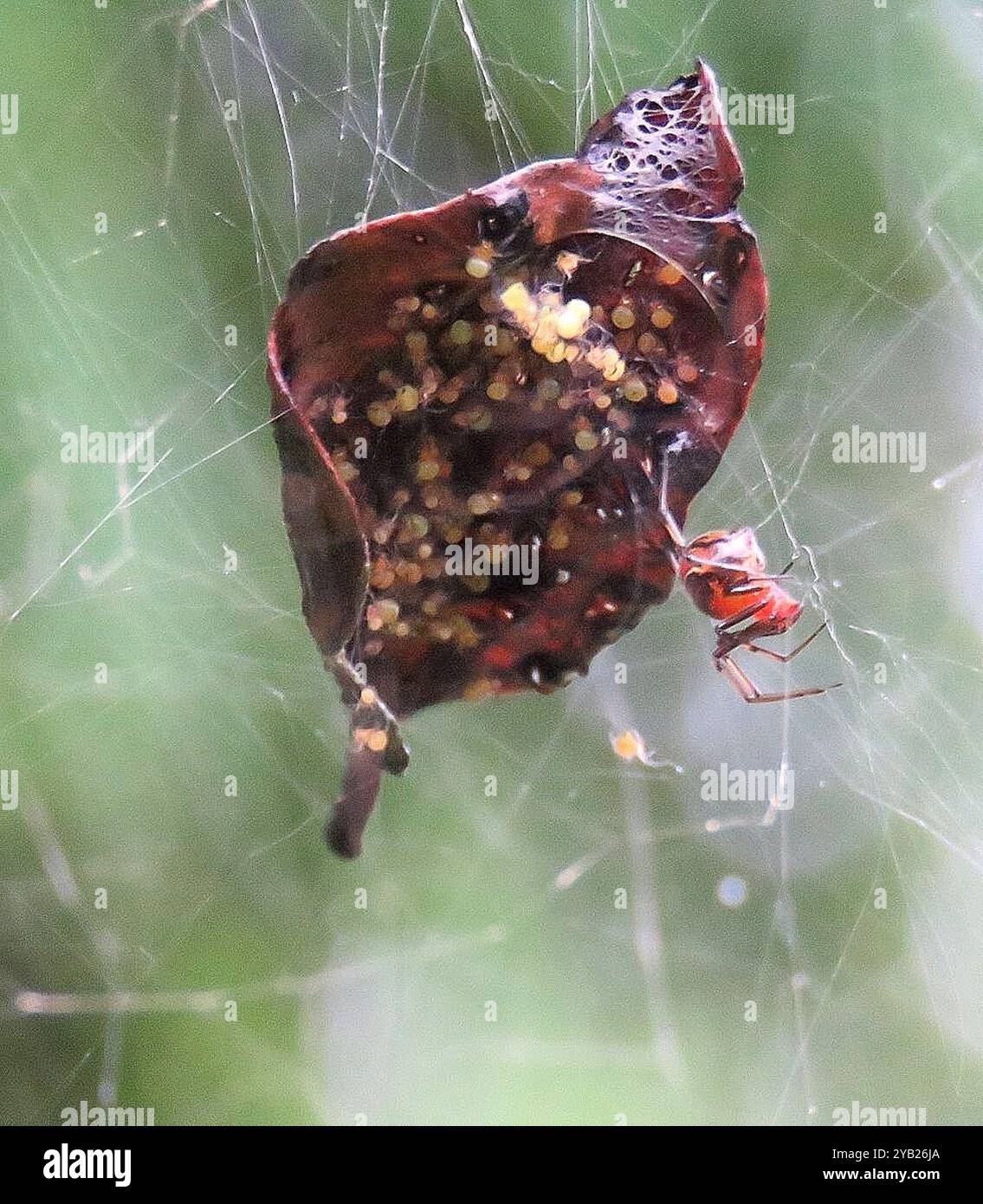 Comb-footed Spiders (Theridiidae) Arachnida Stock Photo - Alamy