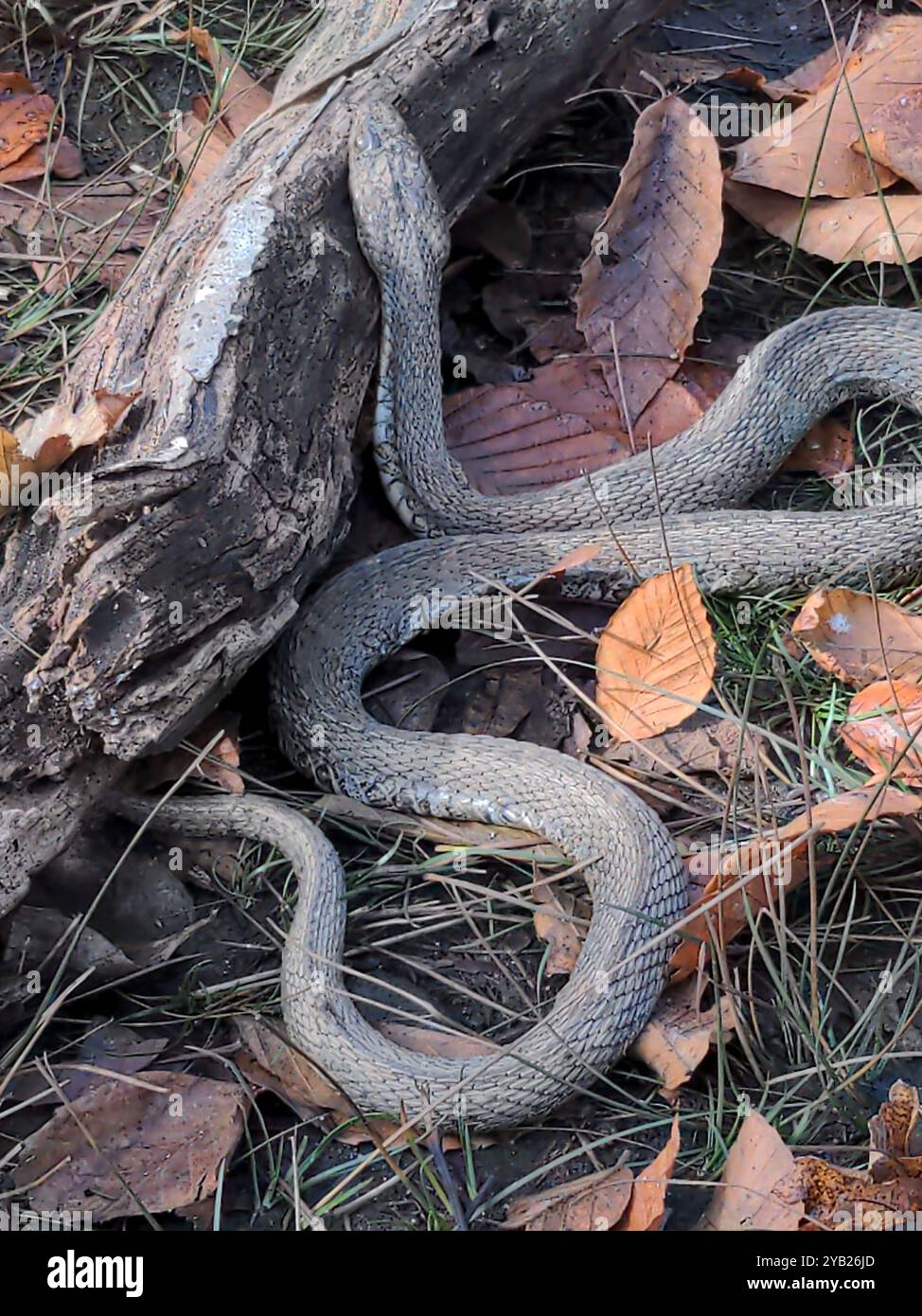 Common Watersnake (Nerodia sipedon) Reptilia Stock Photo - Alamy