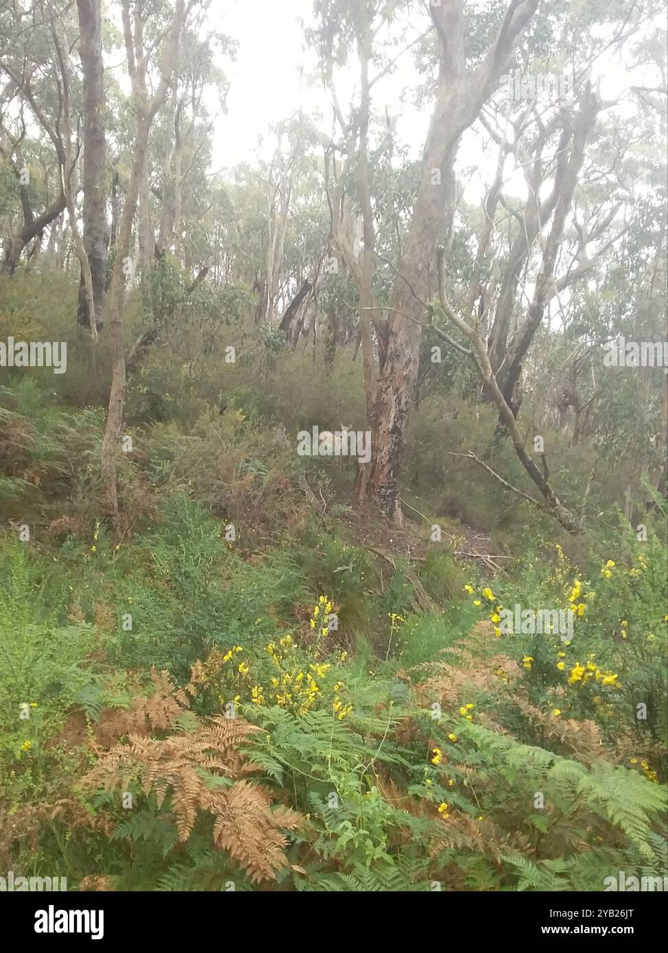 European Fallow Deer (Dama dama) Mammalia Stock Photo - Alamy