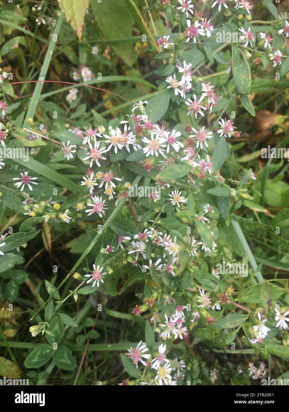 calico aster (Symphyotrichum lateriflorum) Plantae Stock Photo - Alamy