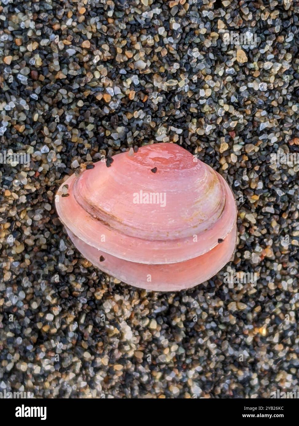 Baltic Macoma (Macoma balthica) Mollusca Stock Photo - Alamy