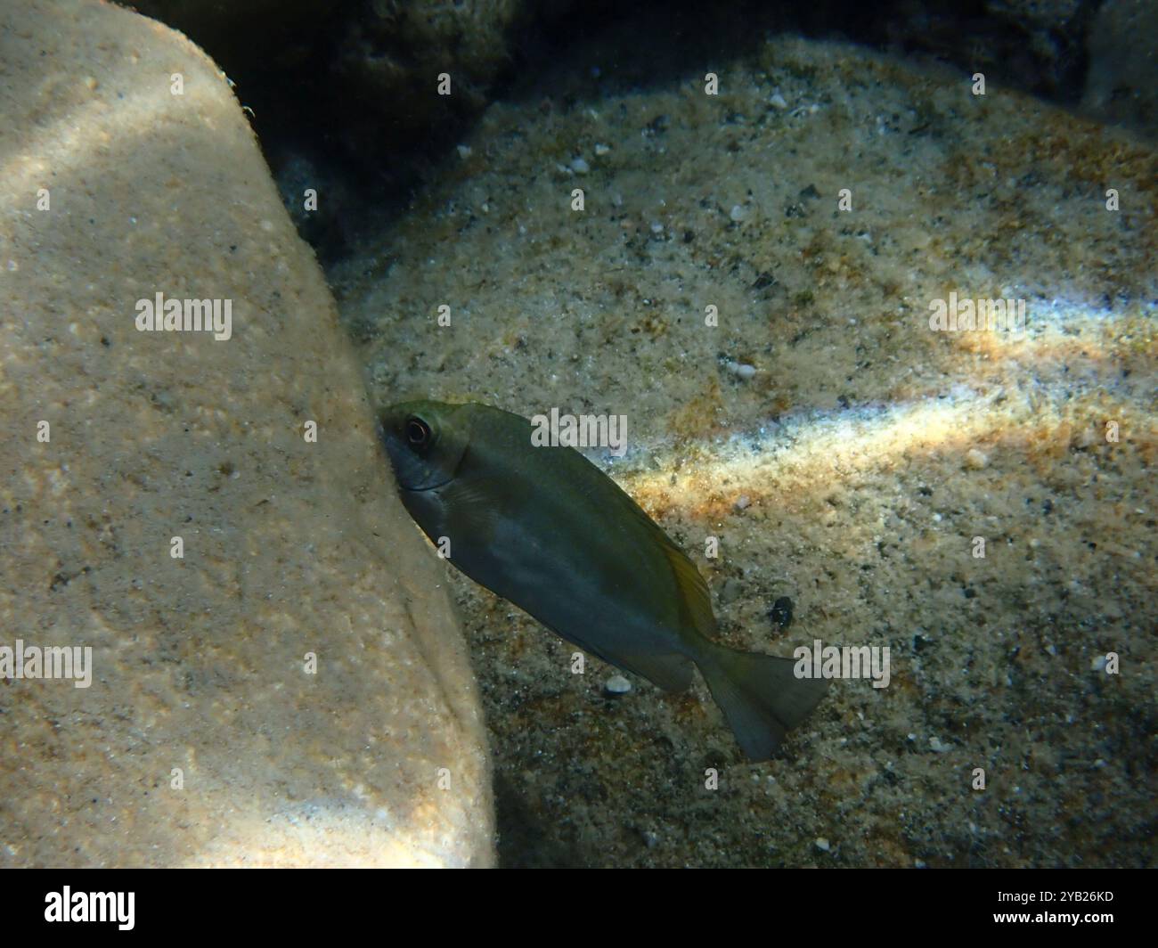 Dusky Spinefoot (Siganus luridus) Actinopterygii Stock Photo - Alamy
