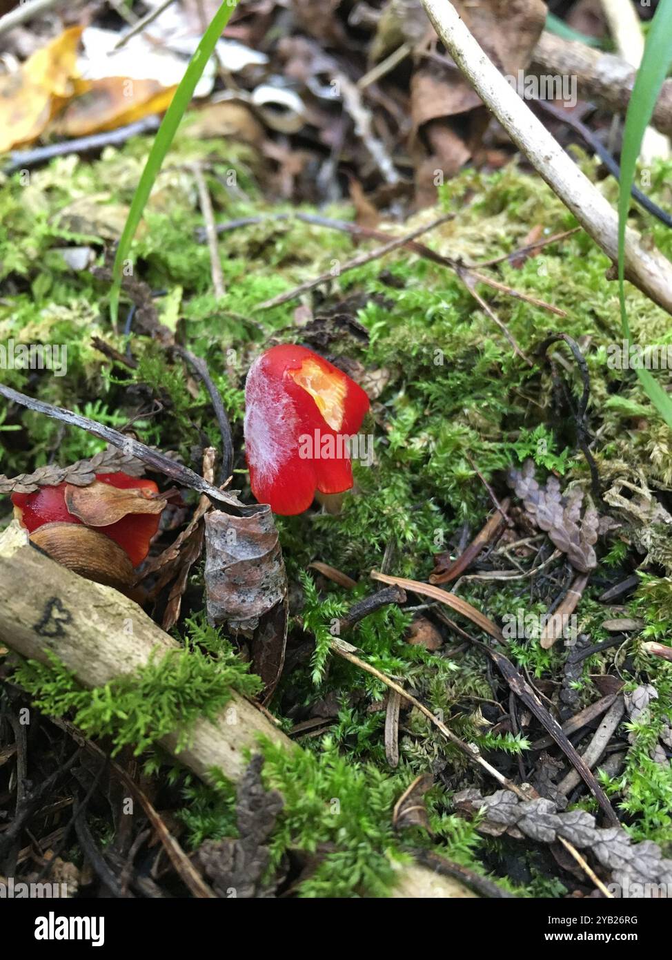Scarlet Waxy Cap (Hygrocybe coccinea) Fungi Stock Photo - Alamy