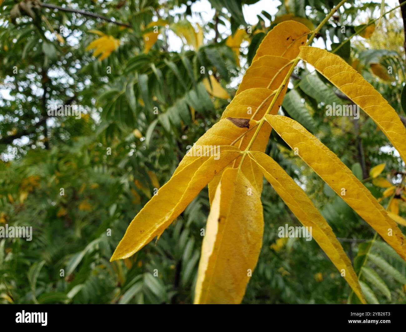 northern California black walnut (Juglans hindsii) Plantae Stock Photo ...