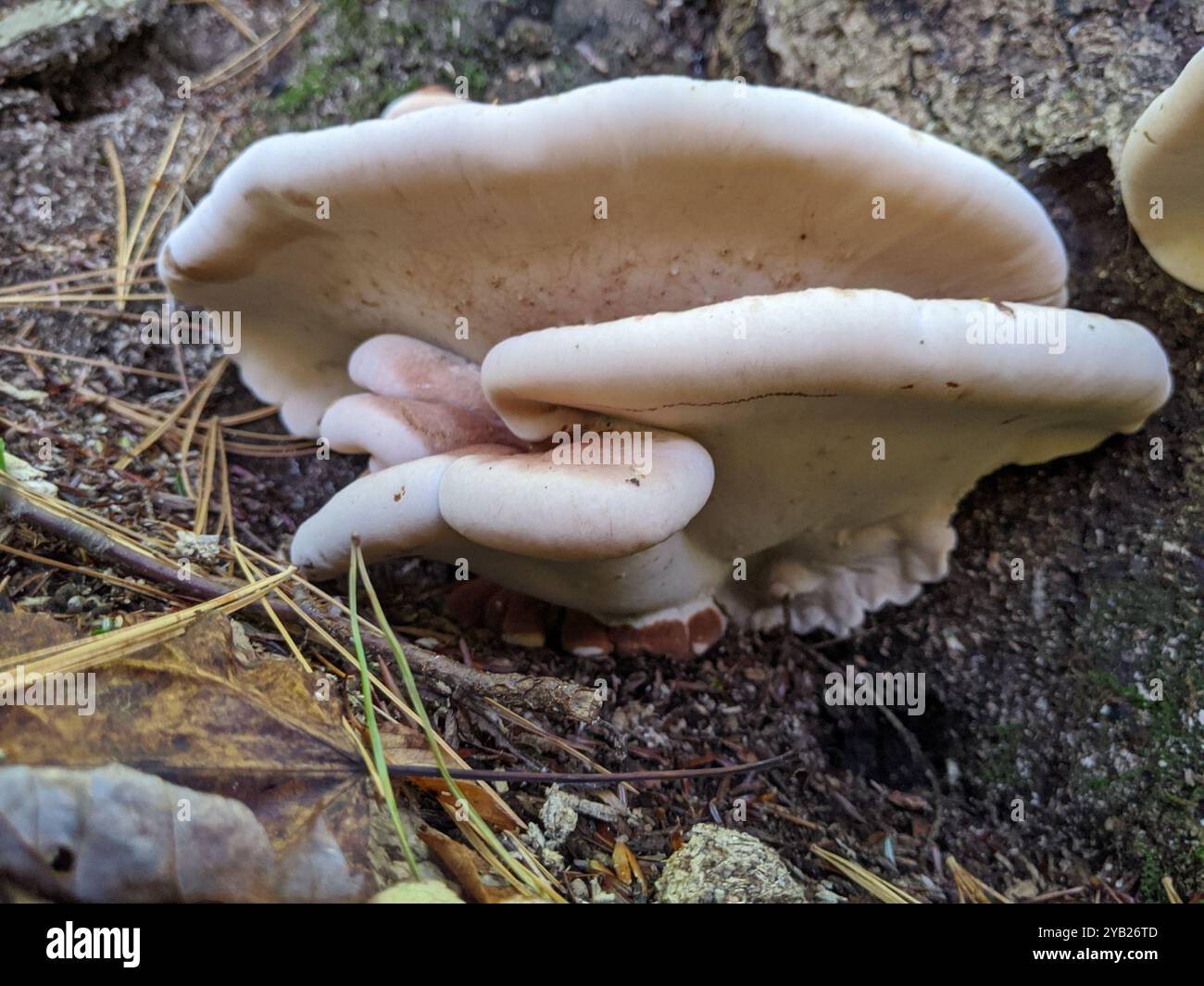 Resinous Polypore (Ischnoderma resinosum) Fungi Stock Photo - Alamy