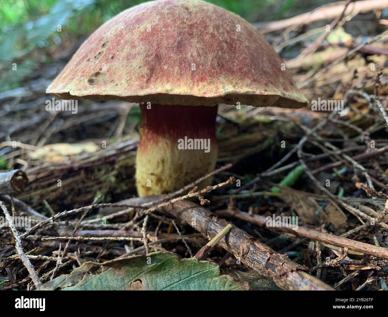 Smith's Bolete (Boletus smithii) Fungi Stock Photo - Alamy