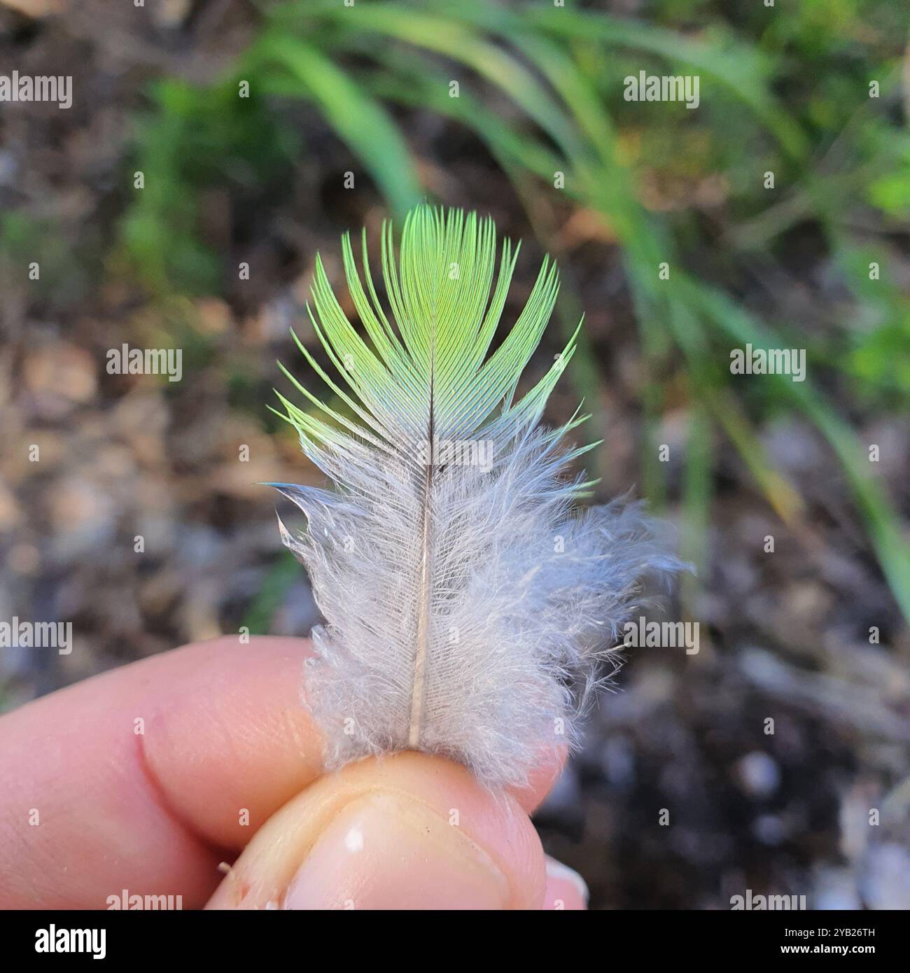 Old World Parrots (Psittaculidae) Aves Stock Photo - Alamy