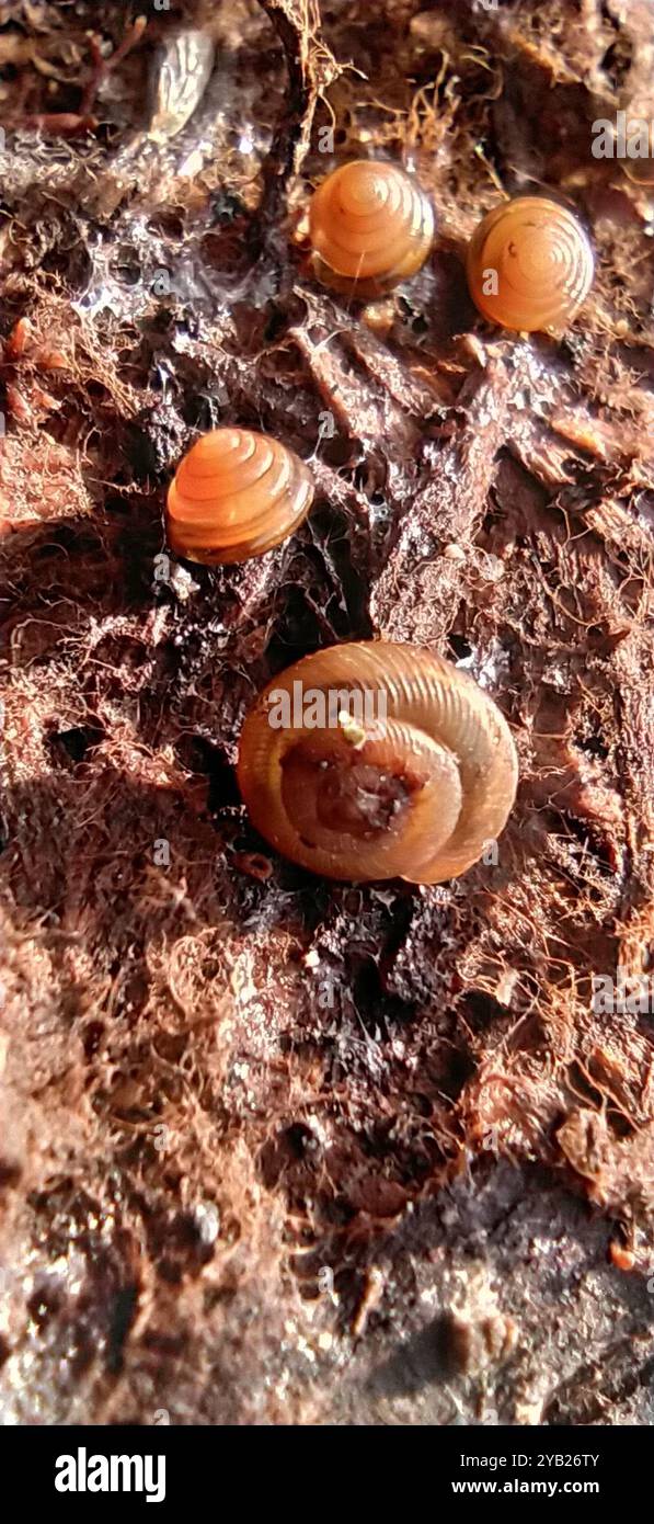Tawny Glass-snail (Euconulus fulvus) Mollusca Stock Photo - Alamy
