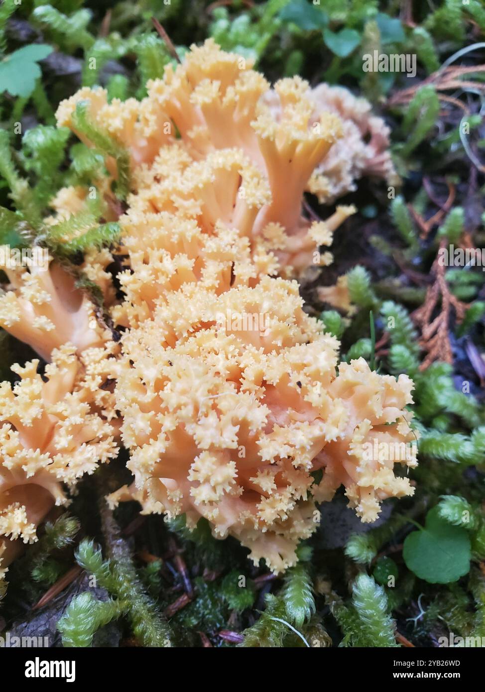 Coral Fungi (Ramaria) Fungi Stock Photo - Alamy