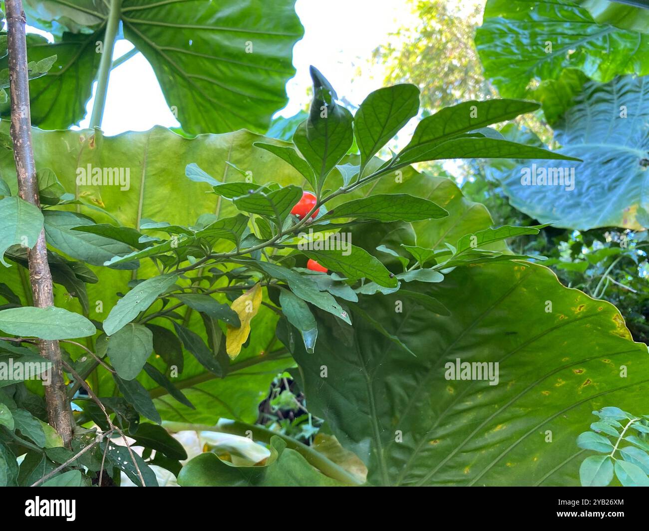 Jerusalem cherry (Solanum pseudocapsicum) Plantae Stock Photo - Alamy