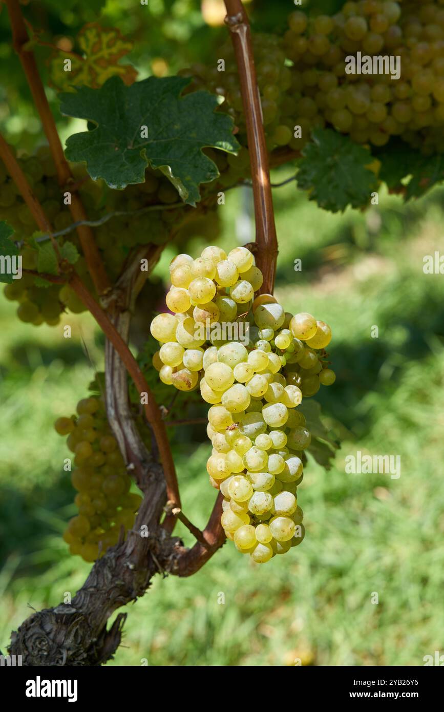 Grapes of the Silvaner grape variety in a vineyard above the city of ...