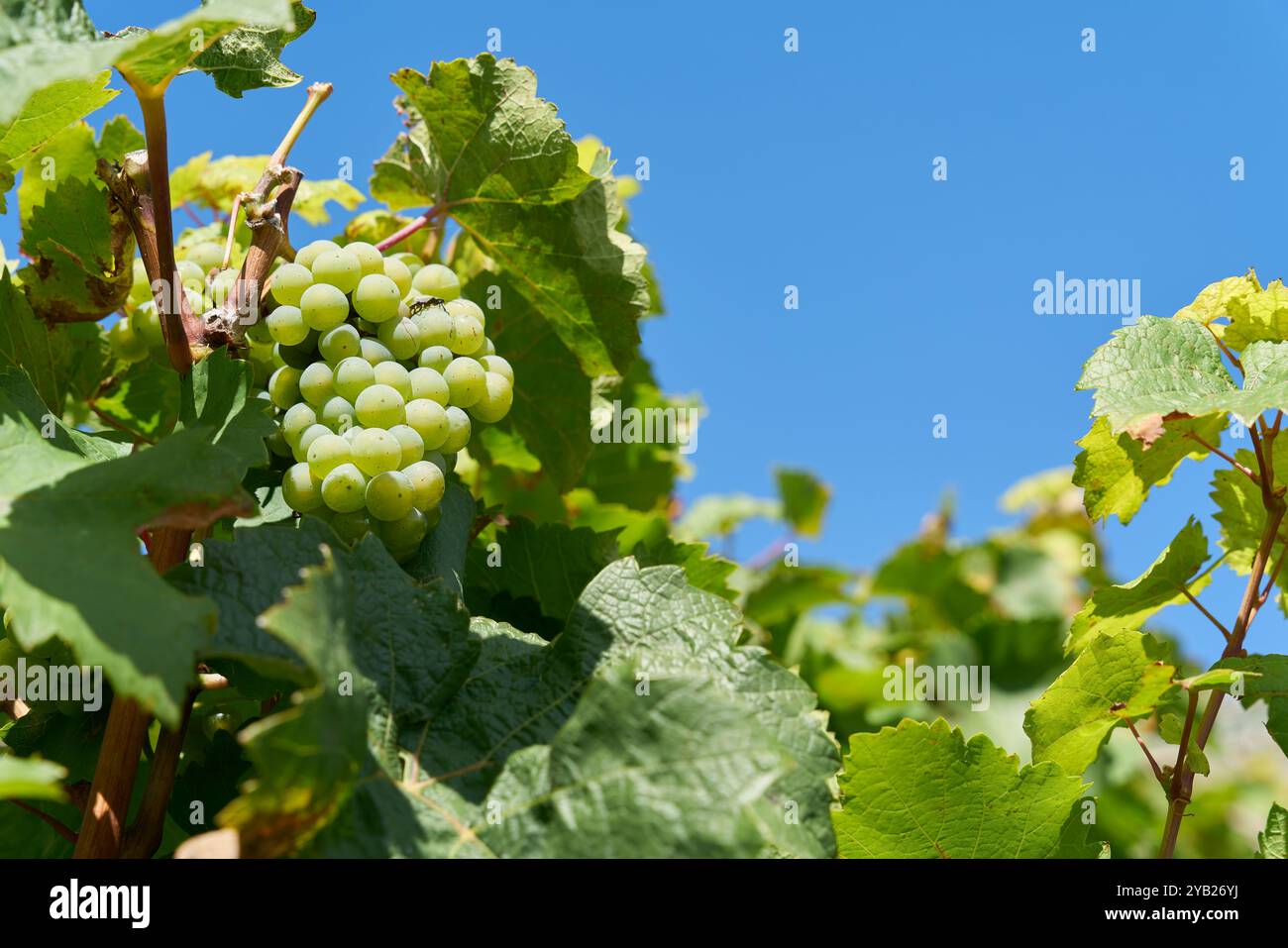 Grapes of the Silvaner grape variety under a blue sky at a vineyard ...