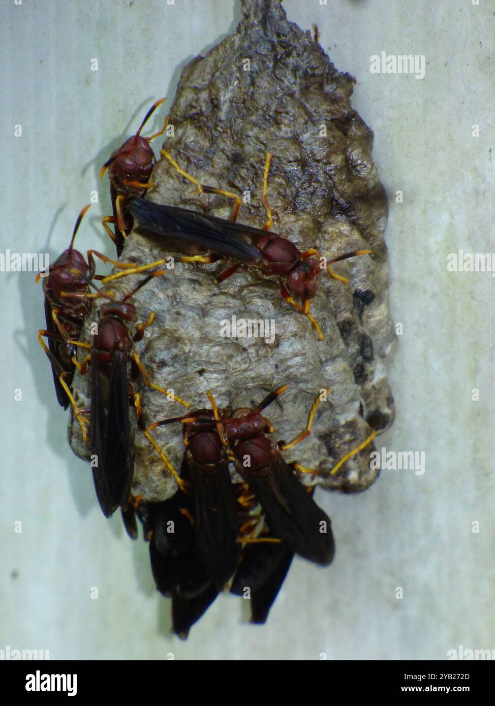 Ringed Paper Wasp (Polistes annularis) Insecta Stock Photo - Alamy