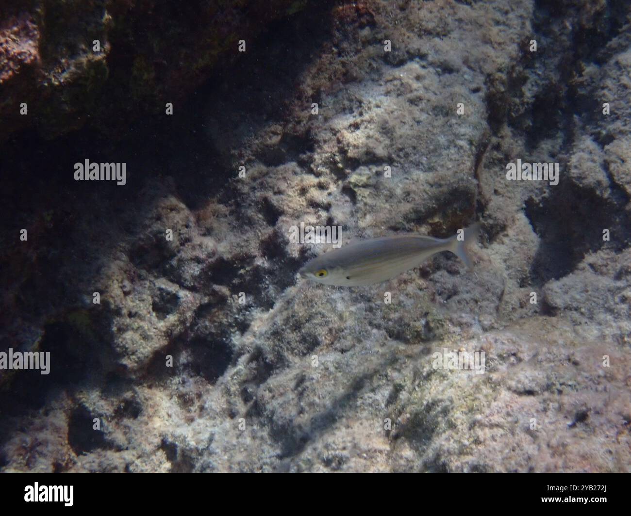 Salema Porgy (Sarpa salpa) Actinopterygii Stock Photo - Alamy
