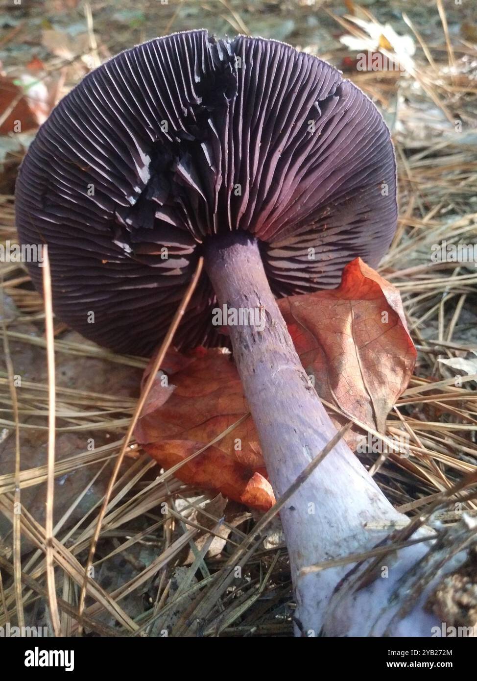 violet webcap (Cortinarius violaceus) Fungi Stock Photo - Alamy