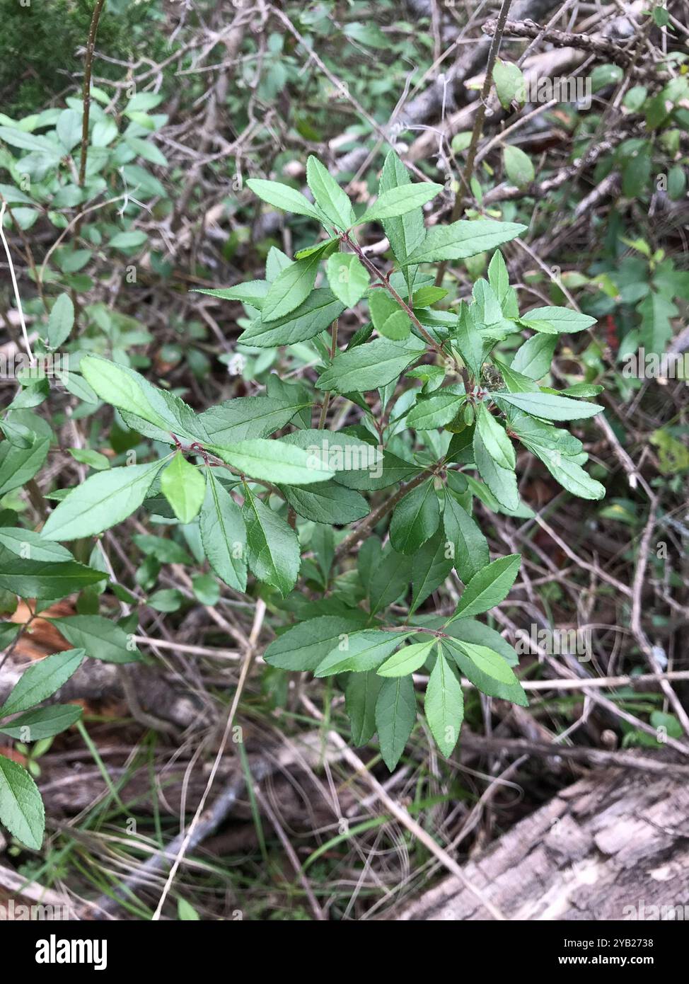 Stretchberry (Forestiera pubescens) Plantae Stock Photo - Alamy