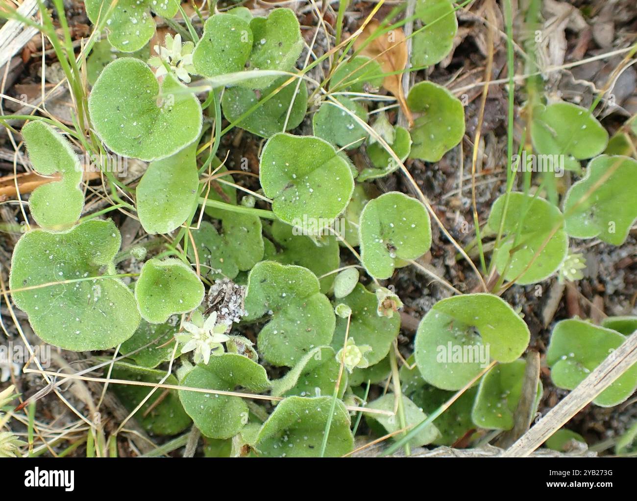 kidney weed (Dichondra repens) Plantae Stock Photo - Alamy