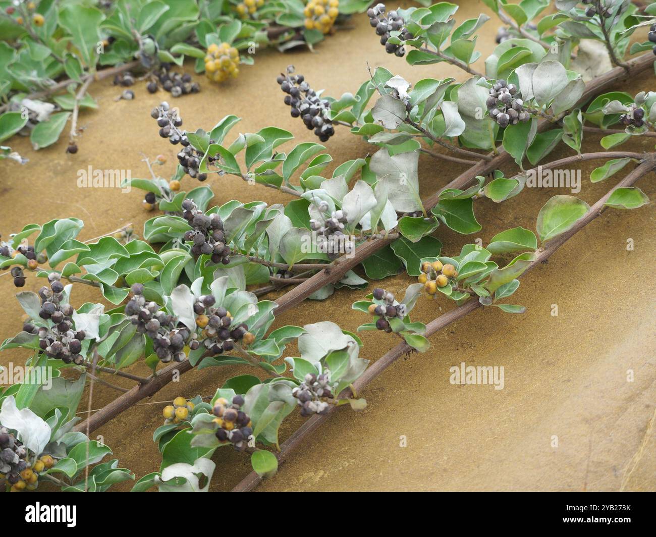 Beach Vitex (Vitex rotundifolia) Plantae Stock Photo - Alamy