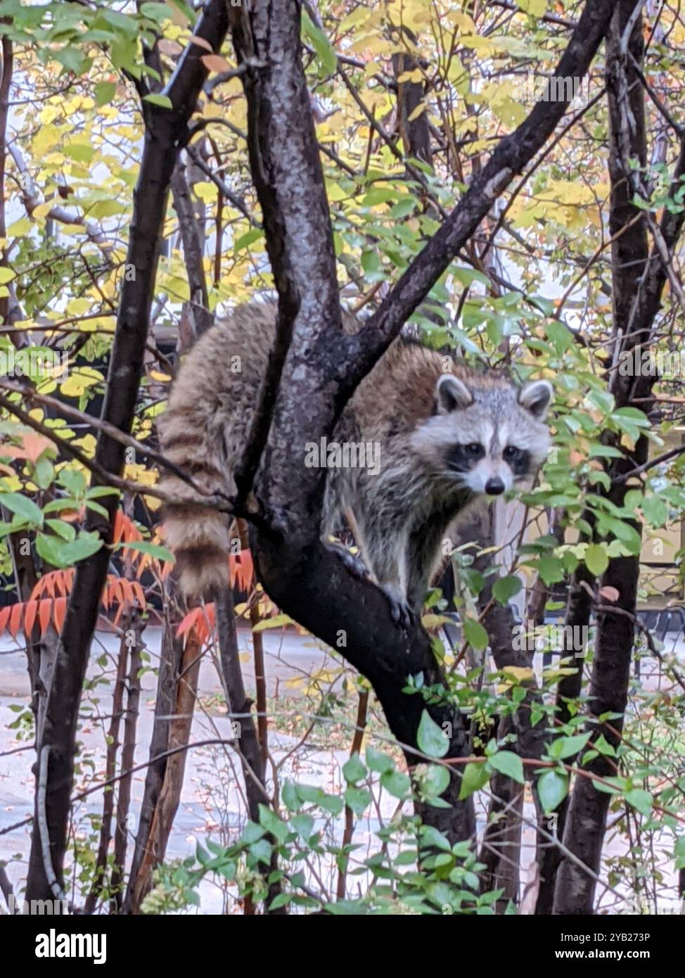 Common Raccoon (Procyon lotor) Mammalia Stock Photo - Alamy