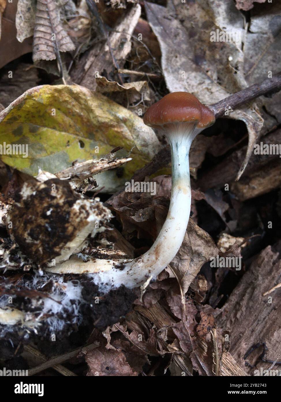 Wavy Cap (Psilocybe cyanescens) Fungi Stock Photo - Alamy