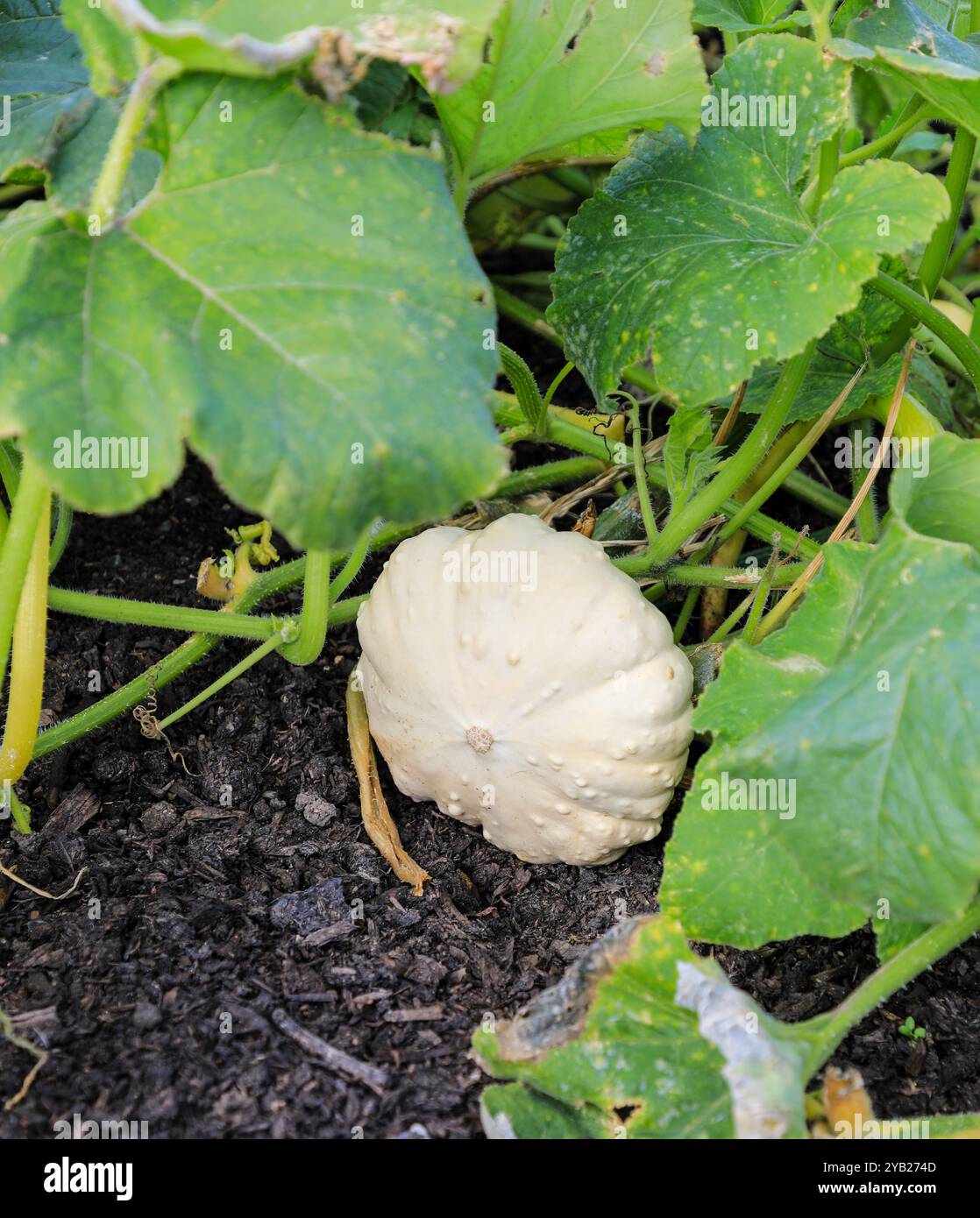 A squash growing in the garden at RHS Garden Bridgewater Gardens ...