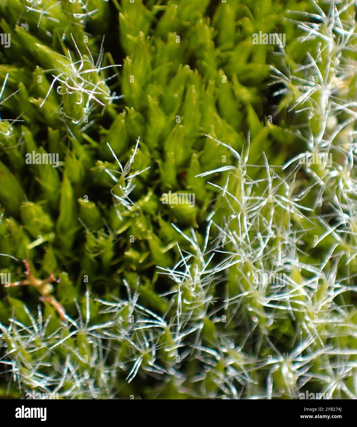 Heath Star-moss (Campylopus introflexus) Plantae Stock Photo - Alamy