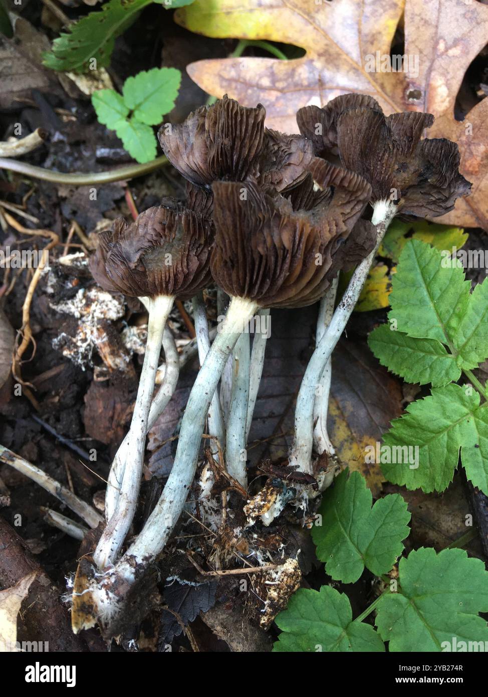 Wavy Cap (Psilocybe cyanescens) Fungi Stock Photo - Alamy