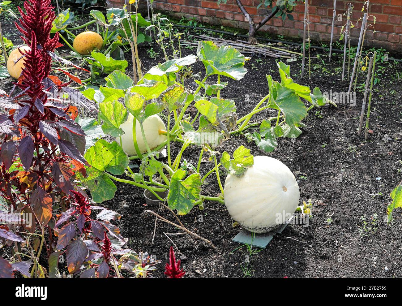 A squash growing in the garden at RHS Garden Bridgewater Gardens ...