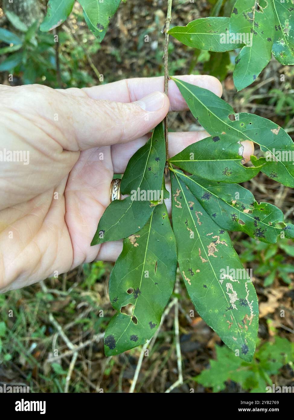 swamp laurel oak (Quercus laurifolia) Plantae Stock Photo - Alamy
