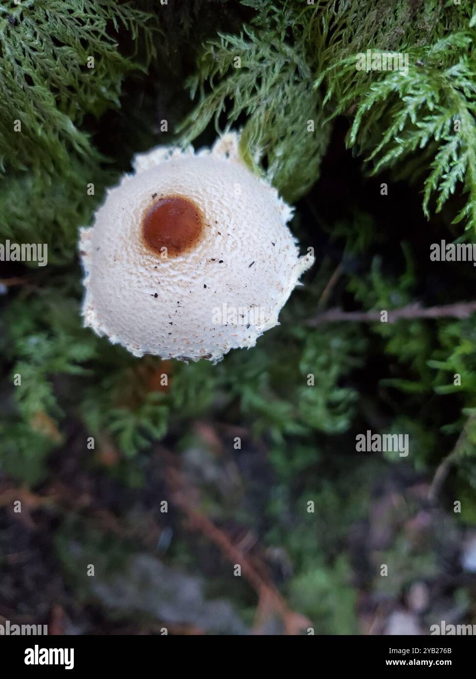 yellowfoot dapperling (Lepiota magnispora) Fungi Stock Photo - Alamy