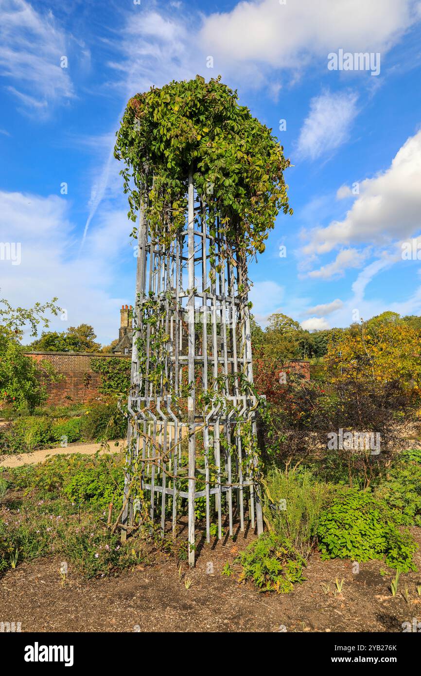 A shrub growing up a metal tower in the Weston Walled garden, RHS ...