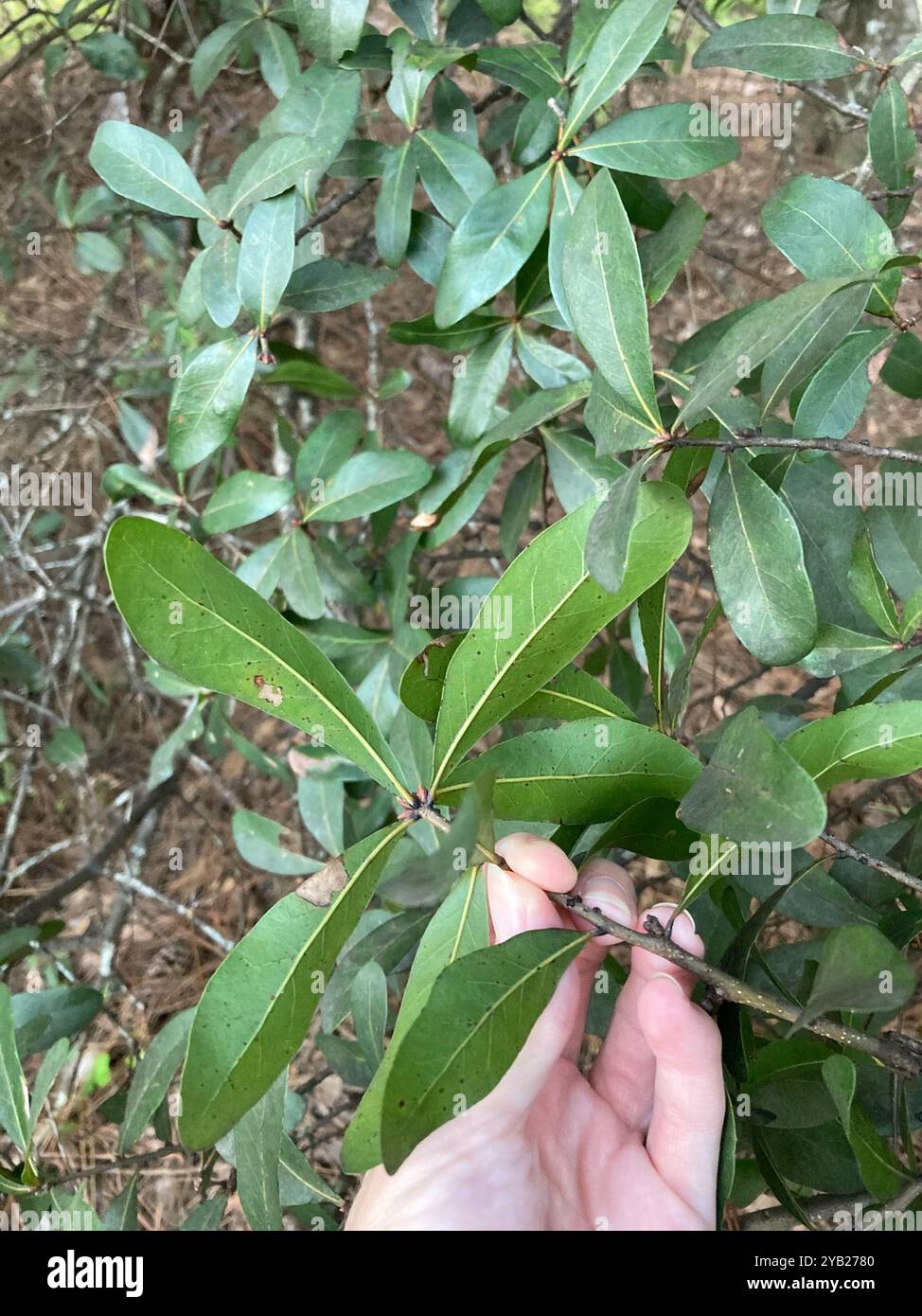 swamp laurel oak (Quercus laurifolia) Plantae Stock Photo - Alamy