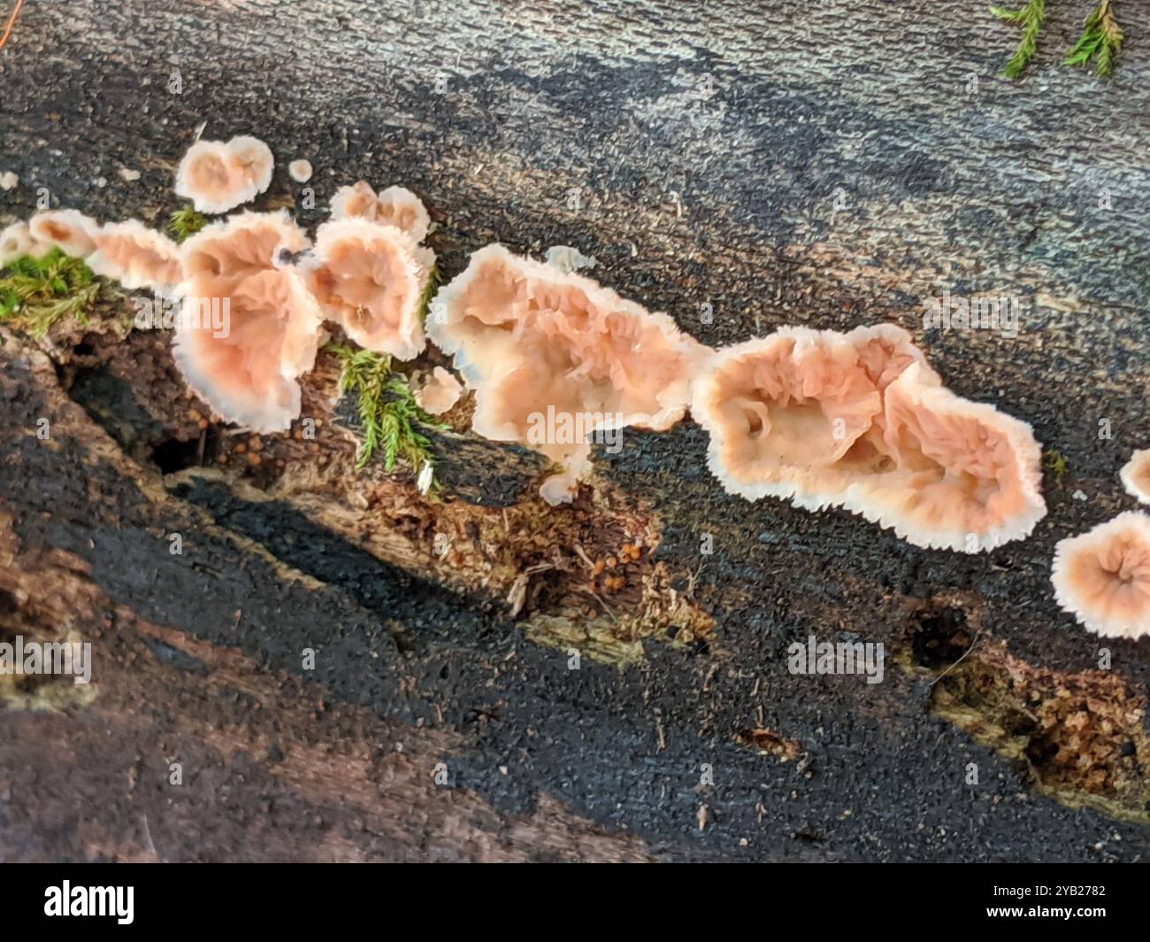 Trembling Crust (Merulius tremellosus) Fungi Stock Photo - Alamy